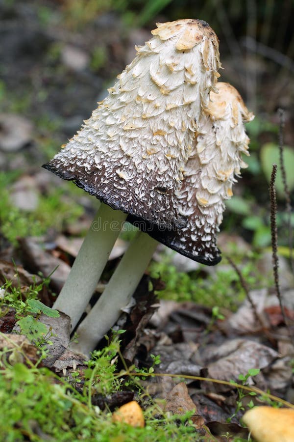 Inky cap stock photo. Image of leaves, shadow, mushroom - 101240