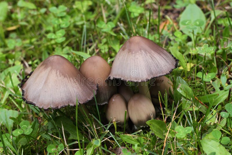 Inky Caps stock image. Image of mushrooms, fungus, stem - 23099851