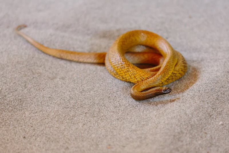 Gefährliche Giftige Inländische Taipan-Schlange Stockbild - Bild von ...