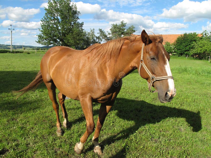 Inländisches braunes Pferd stockbild. Bild von beweidung - 32003241