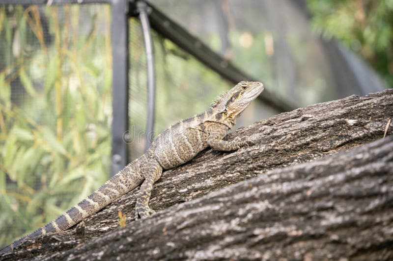 Inland Bearded Dragon Lizard Climbing the Tree Trunk, Australian Native ...