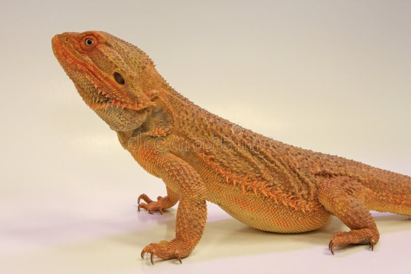 Bearded Dragon Favorite Fruits Vegetables Stock Photos - Free & Royalty ...
