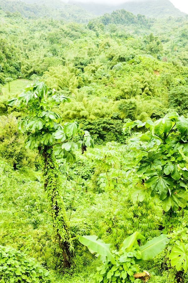 Inland of Grenada stock photo. Image of flora, background - 12810342