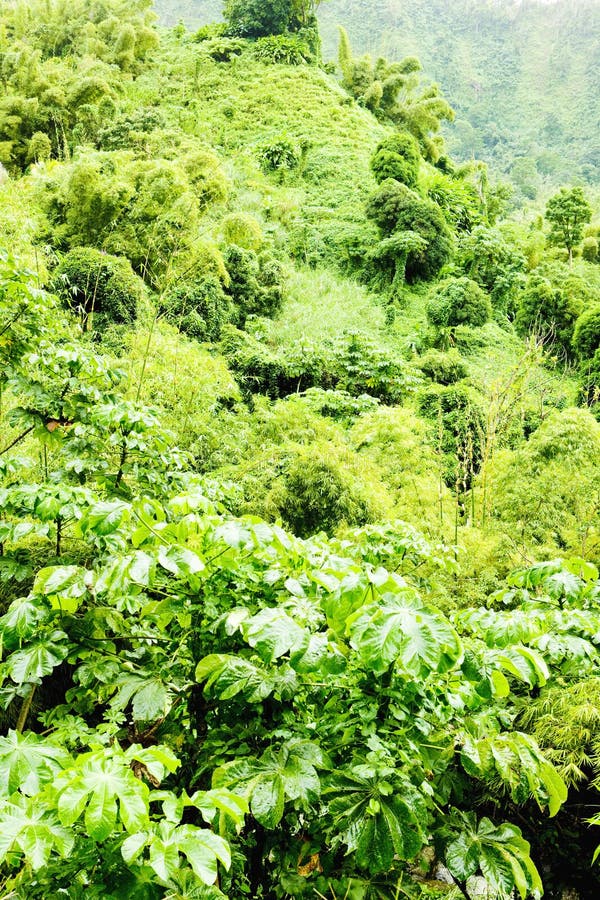 Inland of Grenada, Caribbean Stock Photo - Image of flora, green: 174146502