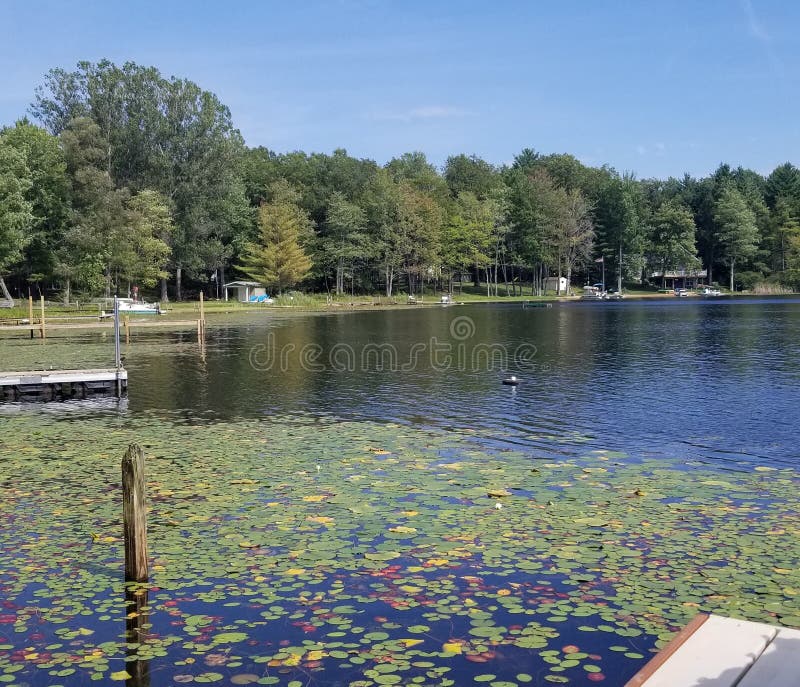 Inland lakes of Michigan stock image. Image of plant - 225114003