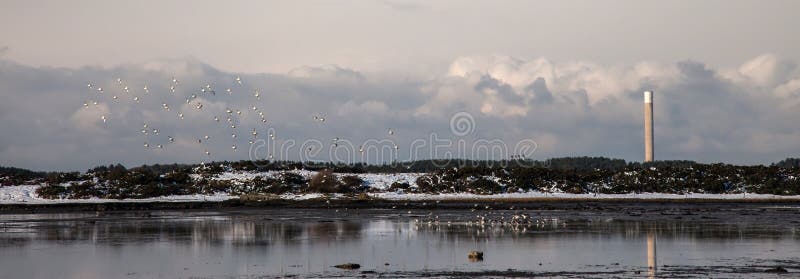 Inland Sea Birds stock photo. Image of white, four, birds - 29599428