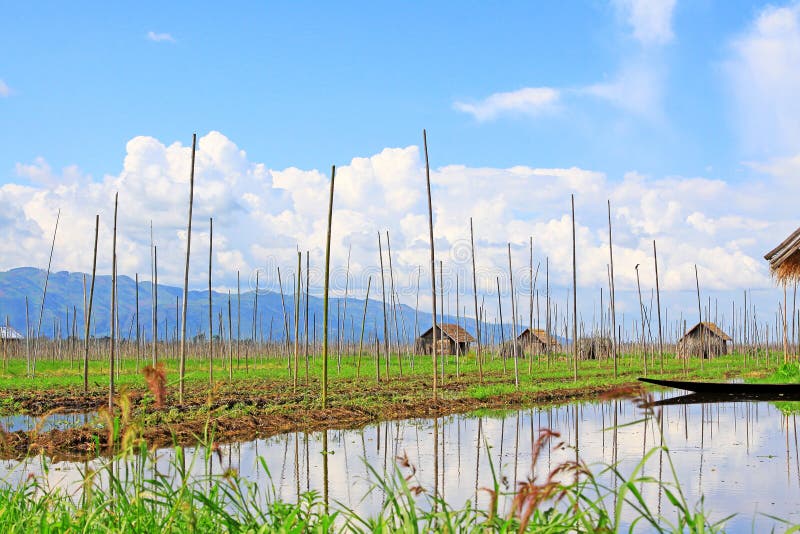 Inle Lake Floating Farm, Myanmar Stock Image - Image of meadow, nature ...