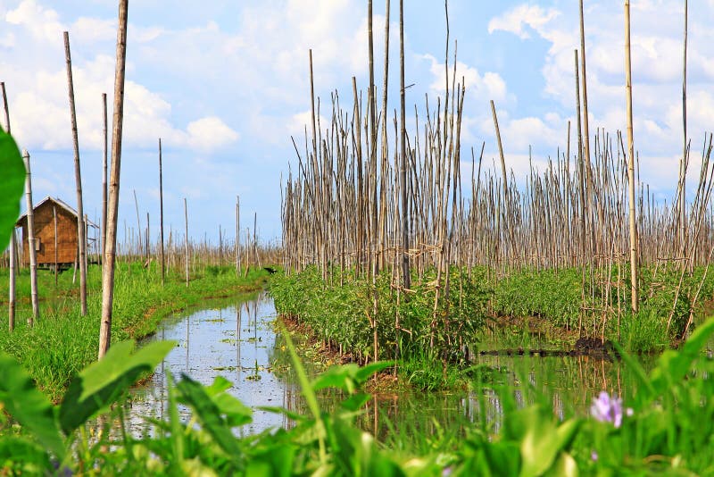 Inle Lake Floating Farm, Myanmar Stock Photo - Image of fields ...