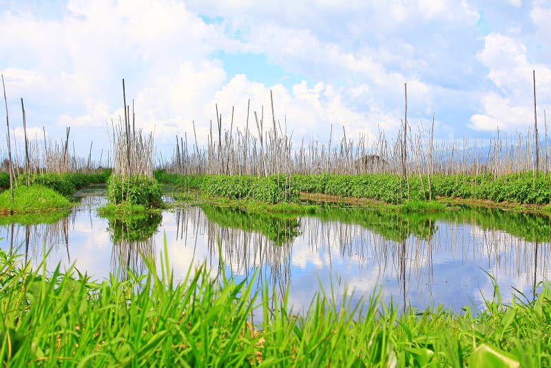 Inle Lake Floating Farm, Myanmar Stock Photo - Image of asia, grass ...