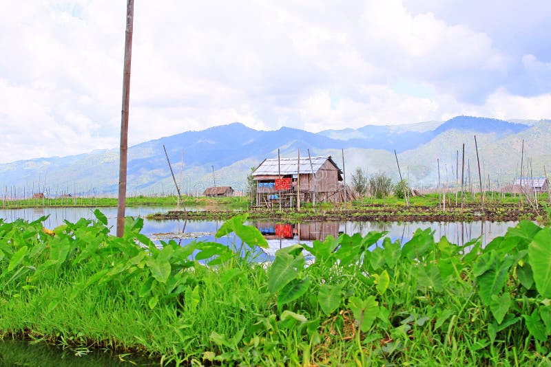 Inle Lake Floating Farm, Myanmar Stock Image - Image of farmland, asian ...