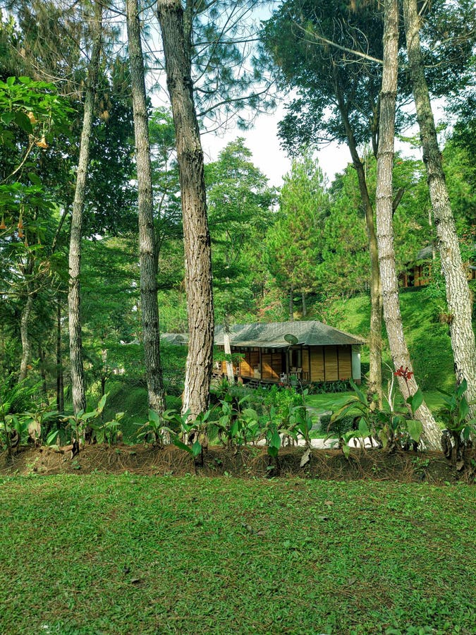 An Inn in the Middle of a Stretch of Tall Pine Trees Stock Photo ...