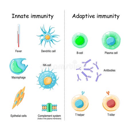 Innate and Adaptive Immunity. Comparison and Difference Stock Vector ...