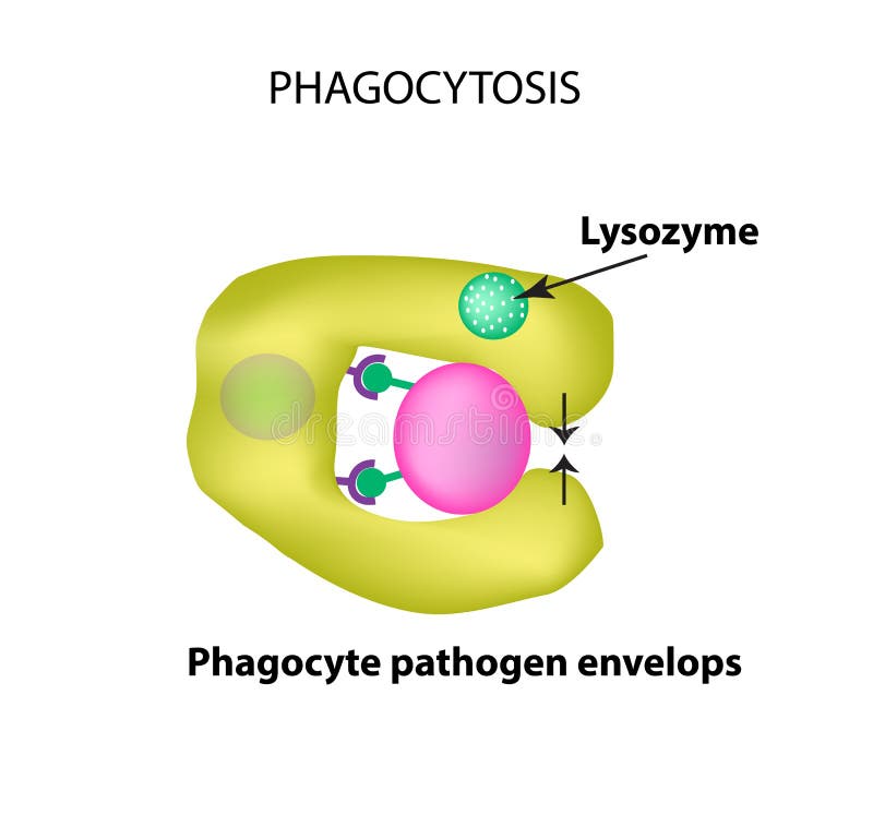 Innate Immunity. Adaptive Specific . Phagocytosis. Infographics. Vector ...