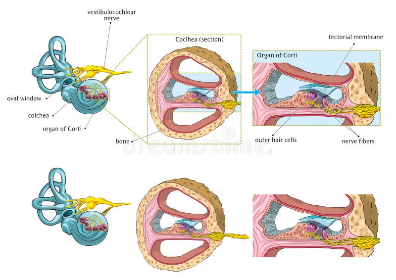Innenohr vektor abbildung. Illustration von richtung - 135465836