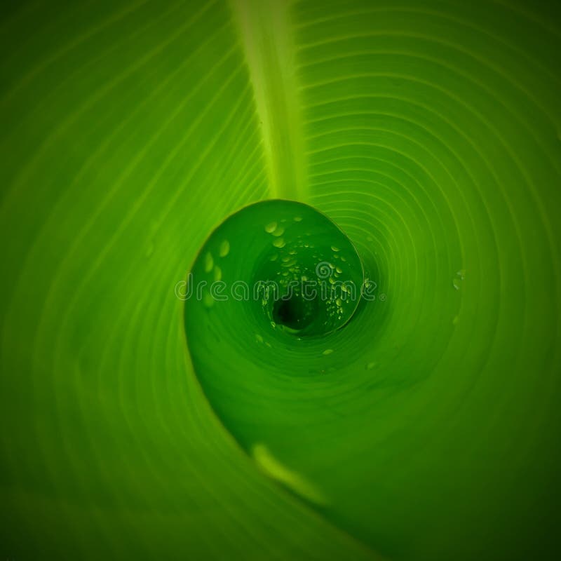 Evergreen Spiral Stock Illustrations – 274 Evergreen Spiral Stock ...