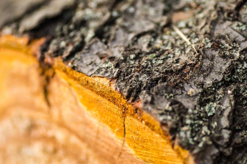 Inner Bark and Dried Pieces of Wood Stock Image - Image of backdrop ...