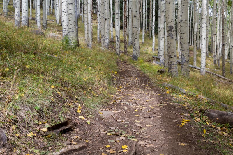 AZ-Coconino National Forest-Inner Basin Trail Stock Image - Image of ...