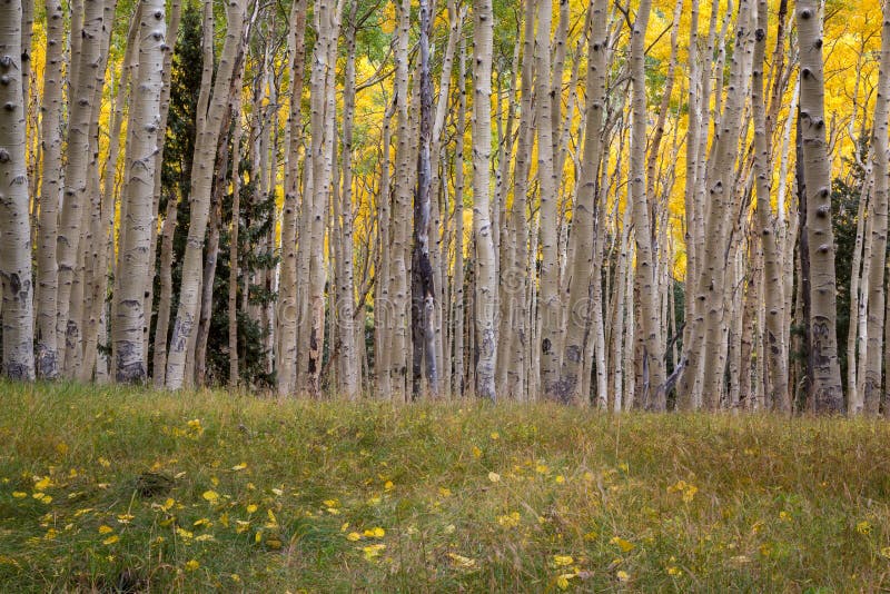 AZ-Coconino National Forest-Inner Basin Trail Stock Image - Image of ...