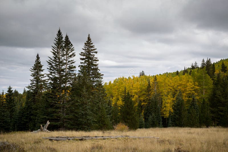 The Inner Basin Trail in Northern Arizona. Stock Photo - Image of ...