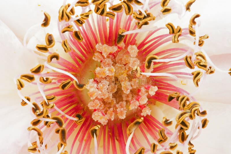 Inner core of a rose stock image. Image of feel, wedding - 31416405