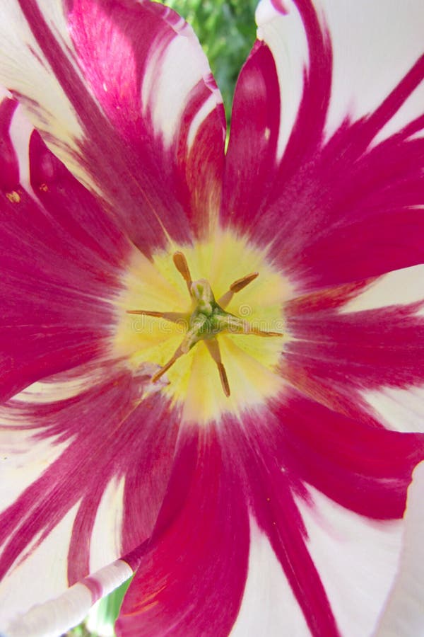 The Inner Core of the Tulip. Divorces and Close-up Patterns. the Color ...