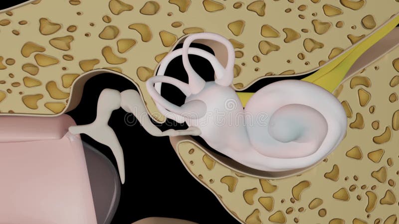 An Overview of the Human Lymphatic System Stock Video - Video of vein ...