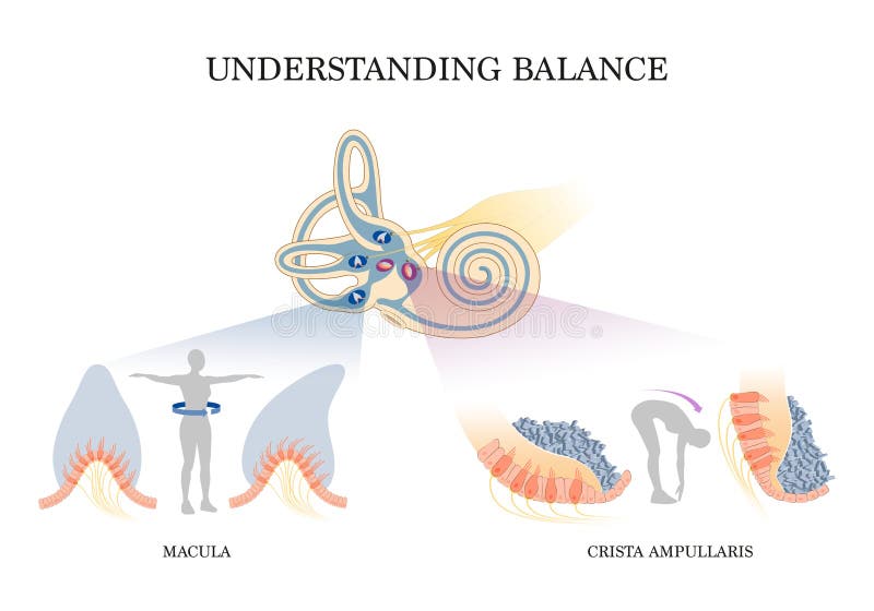 The Inner Ear: Understanding the Balance System Stock Illustration ...