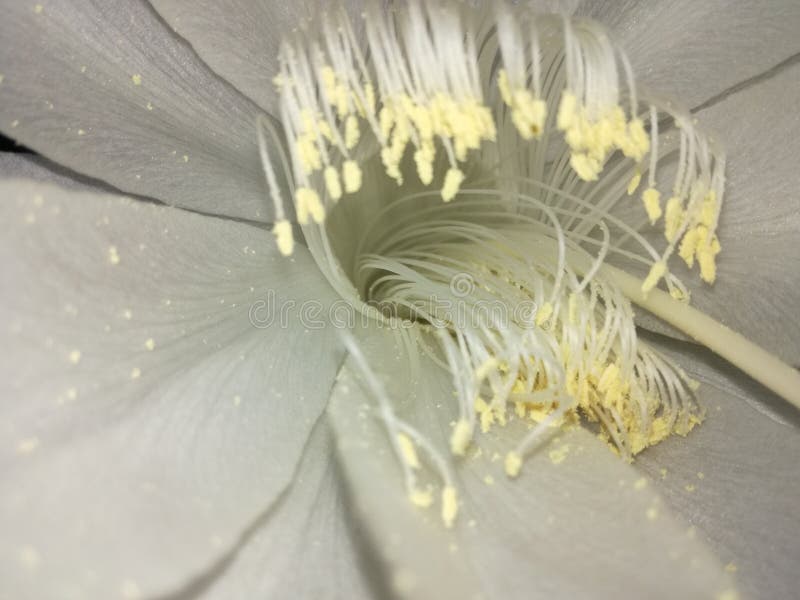 The Inner Flower, Disc Disk Florets of a Sunflower Stock Image - Image ...