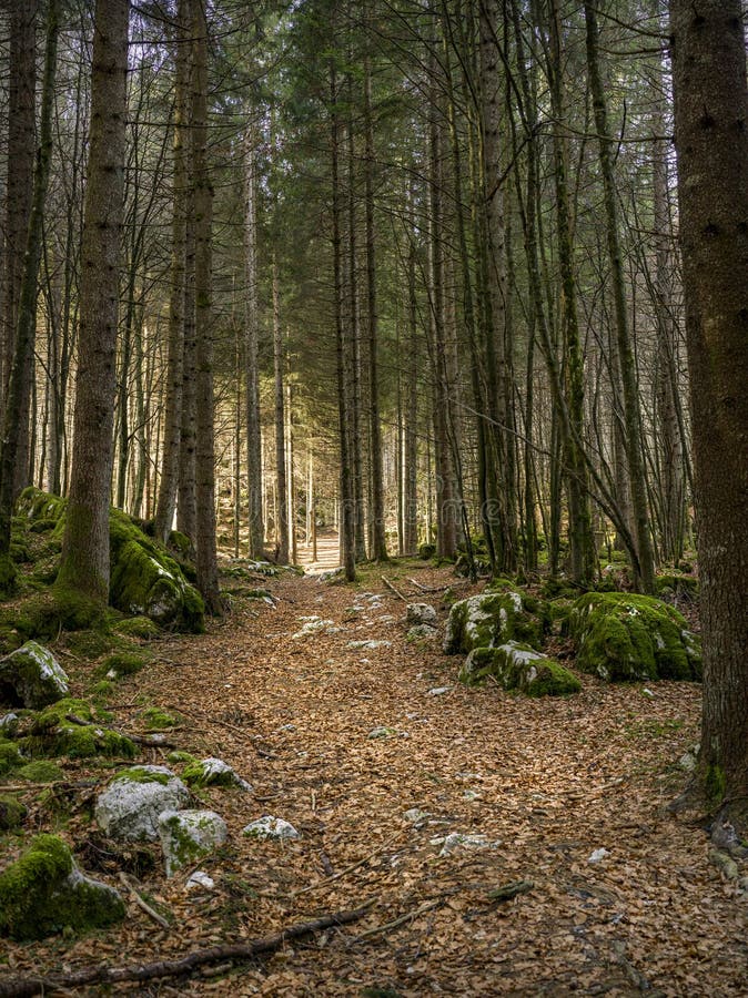 Inner Forest Landscape with Flat Path of Leaves Stock Image - Image of ...