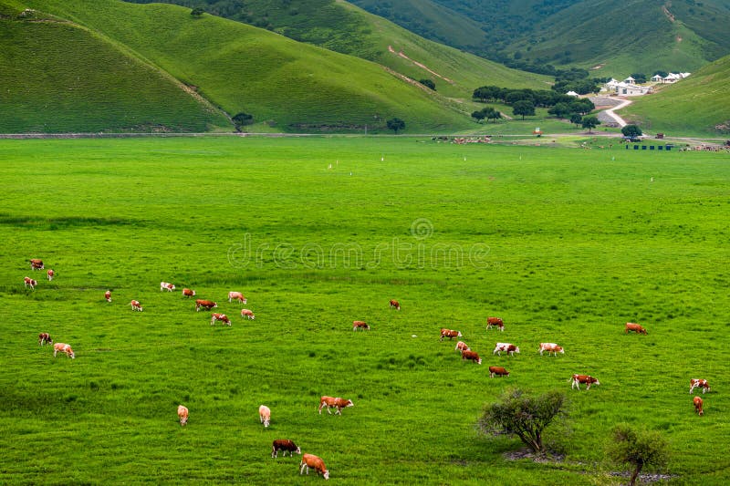 Inner Mongolia,Ulanmaodu Grassland Stock Photo - Image of ulanmaodu ...