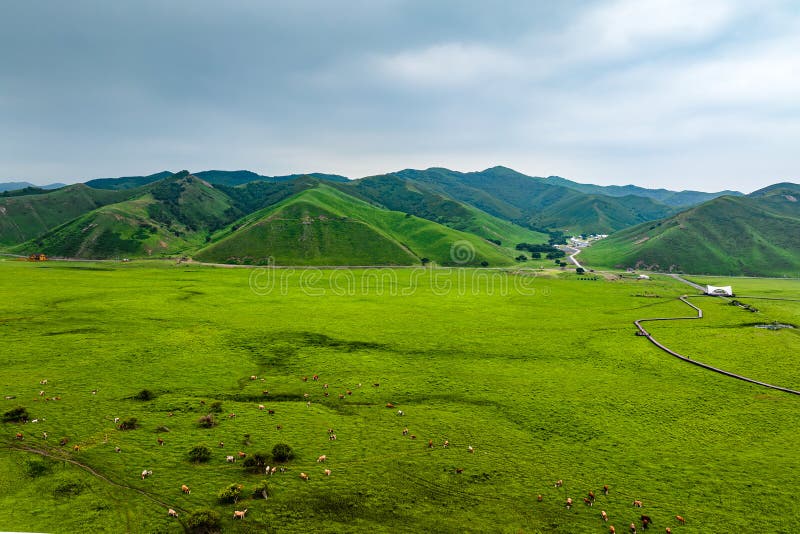 Inner Mongolia,Ulanmaodu Grassland Stock Photo - Image of trees, animal ...