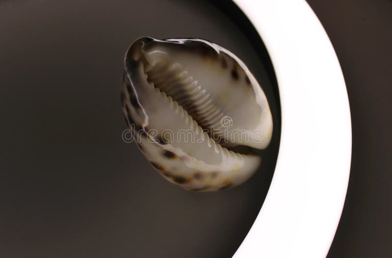 Inner Part of Cowrie Shell Illuminated from Below Stock Photo - Image ...