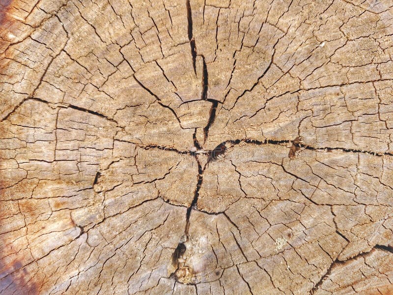 The Inner Part of the Felled Wood Stock Image - Image of felled, wood ...