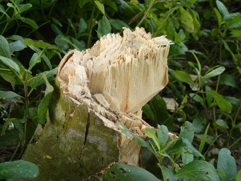 Inner Part of the Tree, Structural Part of the Tree, Tree Base, Tree ...