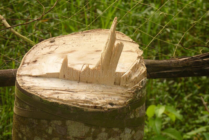 Inner Part of the Tree, Structural Part of the Tree, Tree Base, Tree ...