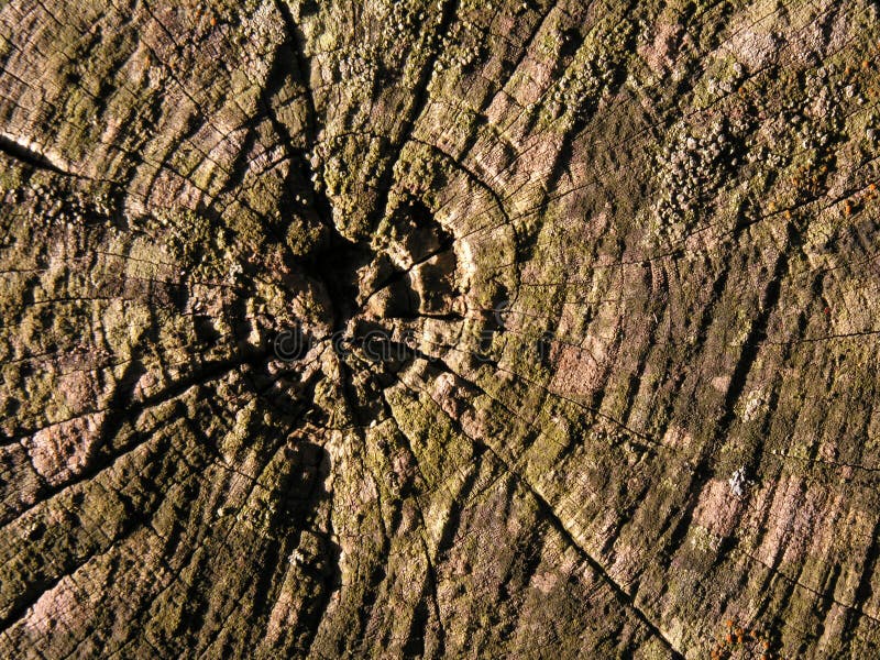 Inner Section of a Pine Tree Trunk B Stock Photo - Image of observe ...