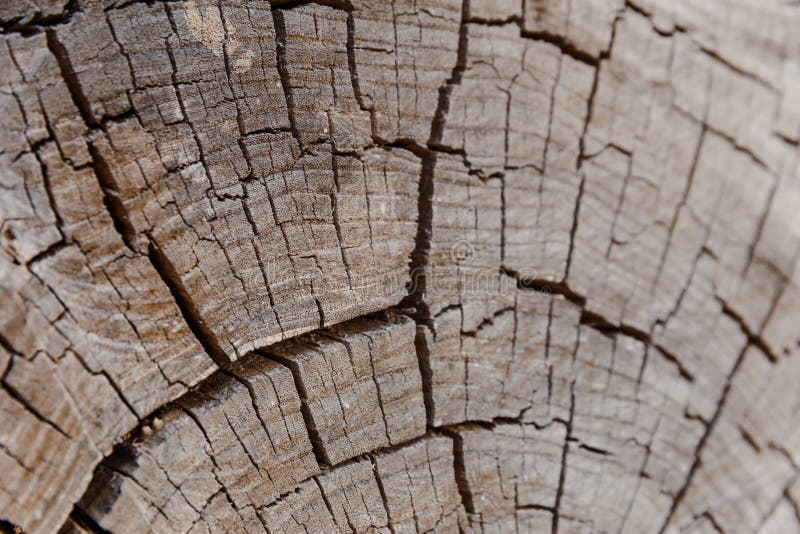 The Inner Section of a Tree Stock Photo - Image of background, closeup ...