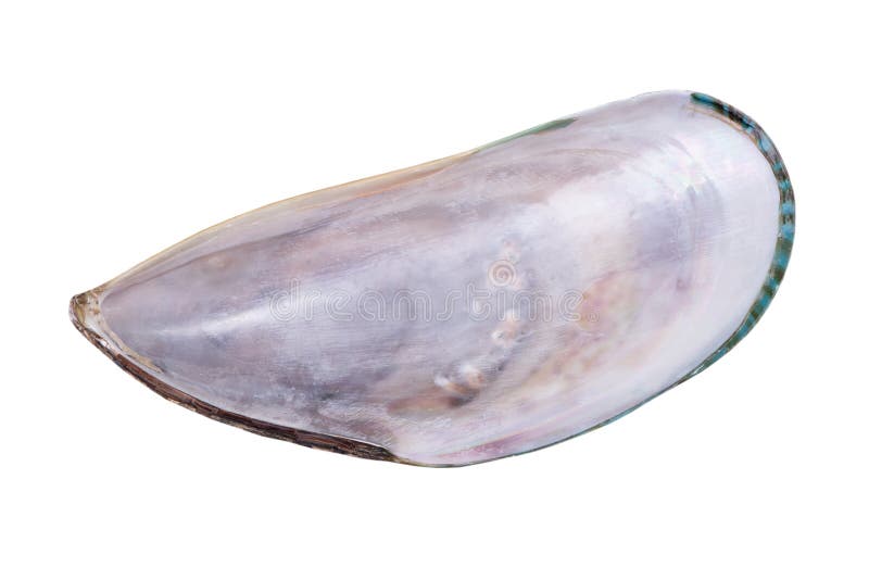 Inner Side of Empty Opened Mussel Shell Stock Photo - Image of seafood ...