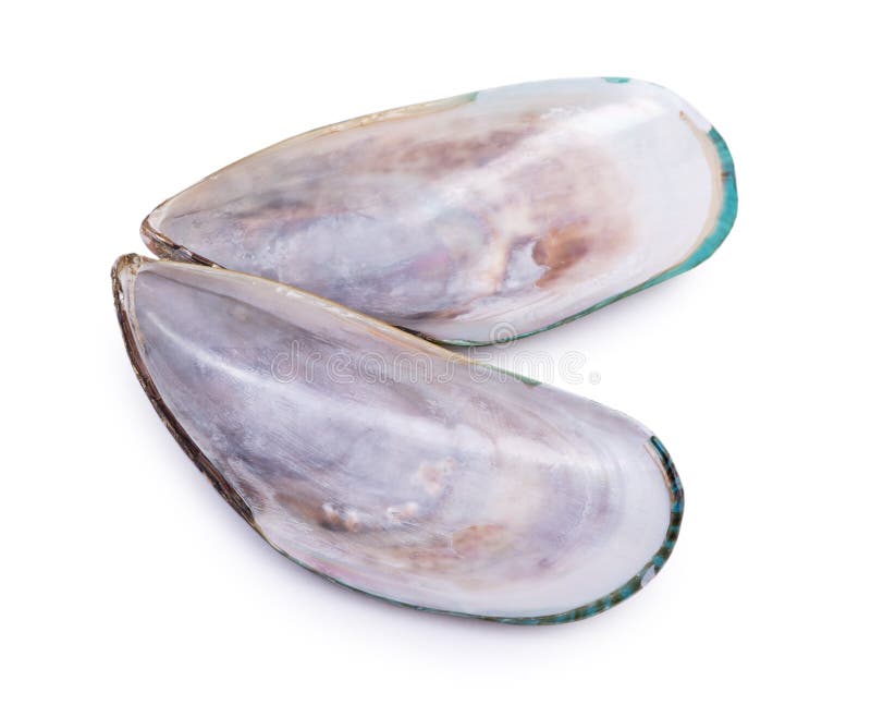 1,008 Empty Mussel Shell Stock Photos - Free & Royalty-Free Stock ...