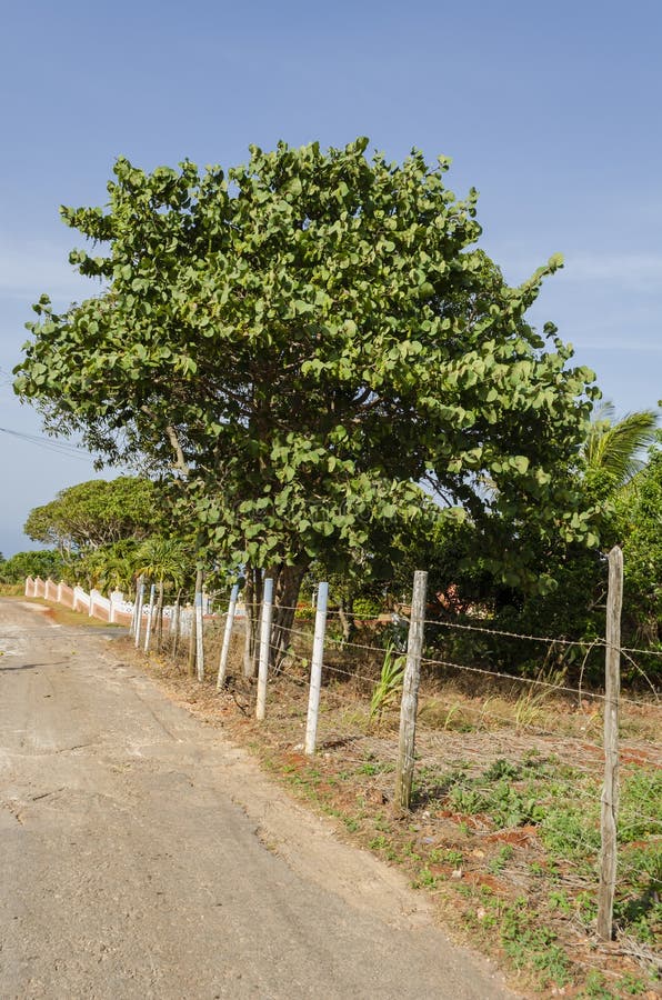 Seagrape Tree beside Wire Fence Stock Photo - Image of green, asphalt ...