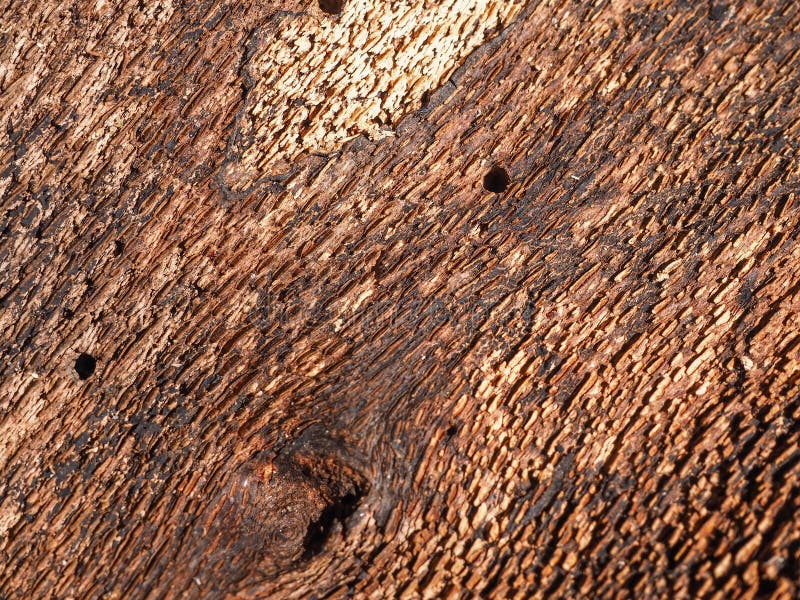 Inner Side of the Tree Bark Stock Image - Image of background, detail ...