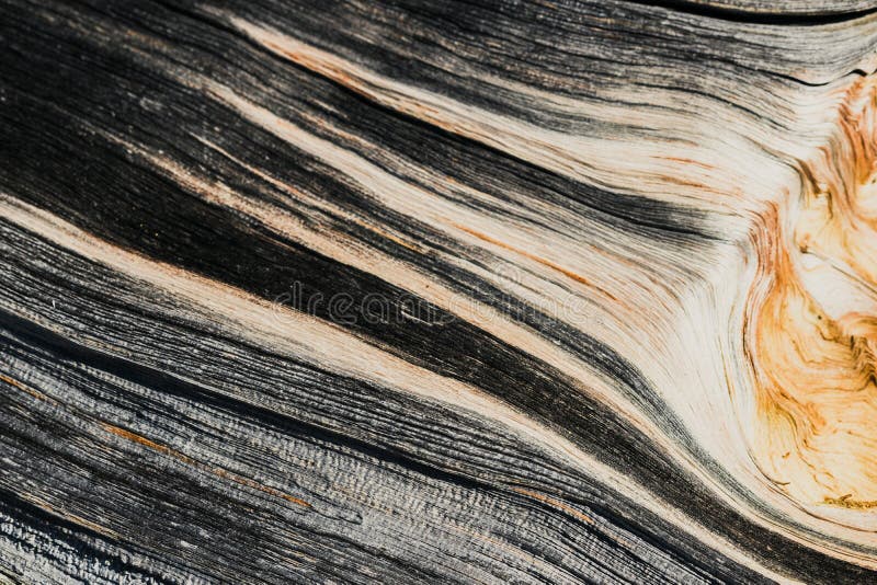 The Inner Surface of the Tree with Fibers Stock Image - Image of ...