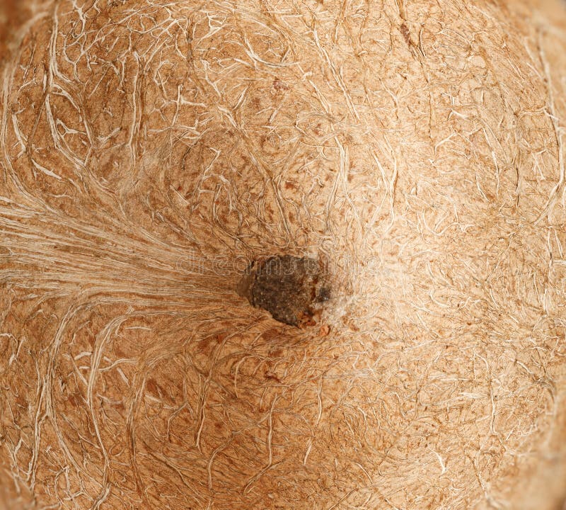 Inner Texture of Coconut Shell. Full Depth of Field. Close-up Stock ...