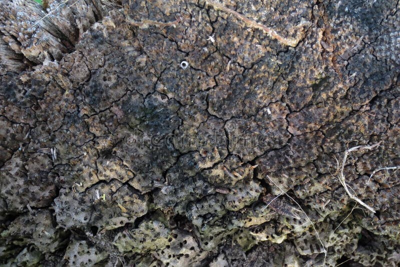 The Inner Texture of a Coconut Tree Stock Image - Image of texture ...