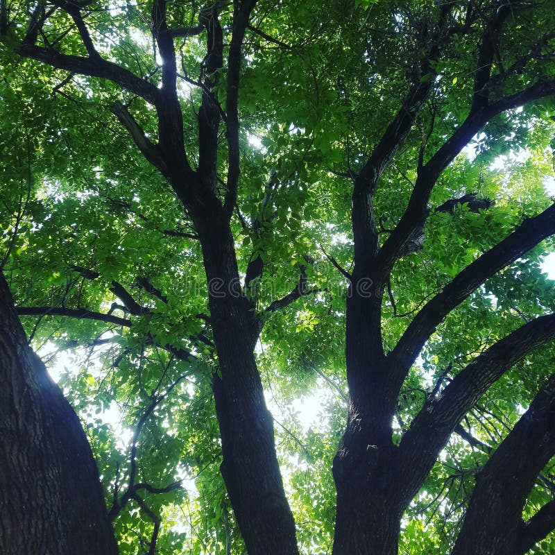 Inner View stock image. Image of talk, branches, inside - 118750389