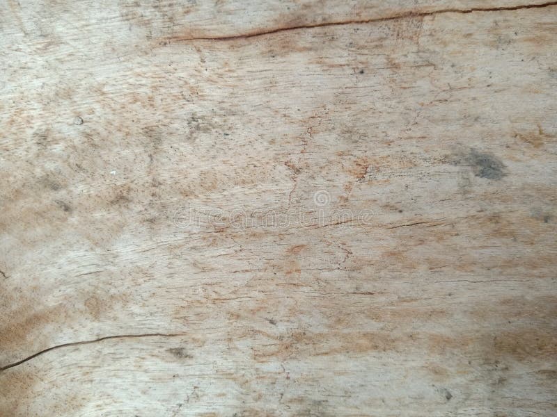 Inner Wood Layer of the Tree Stock Image - Image of wood, jungle: 293926287