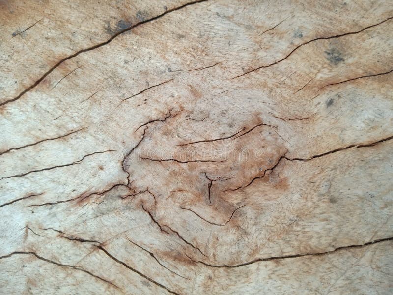 Inner Wood Layer of the Tree Stock Image - Image of tree, plant: 293926335