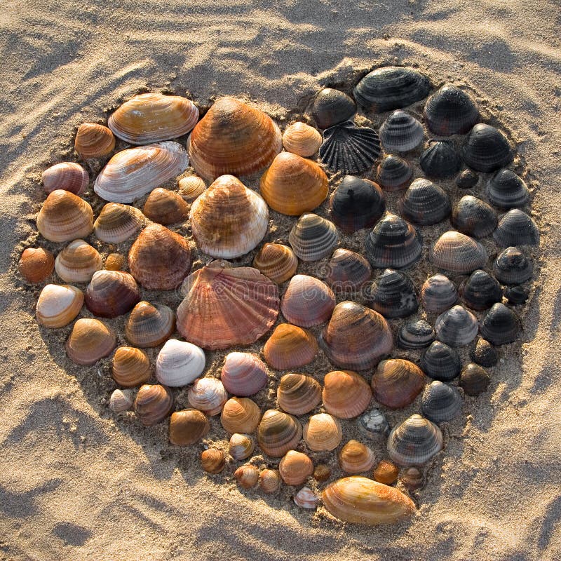 Inneres der Shells stockfoto. Bild von inneres, boden - 6239672