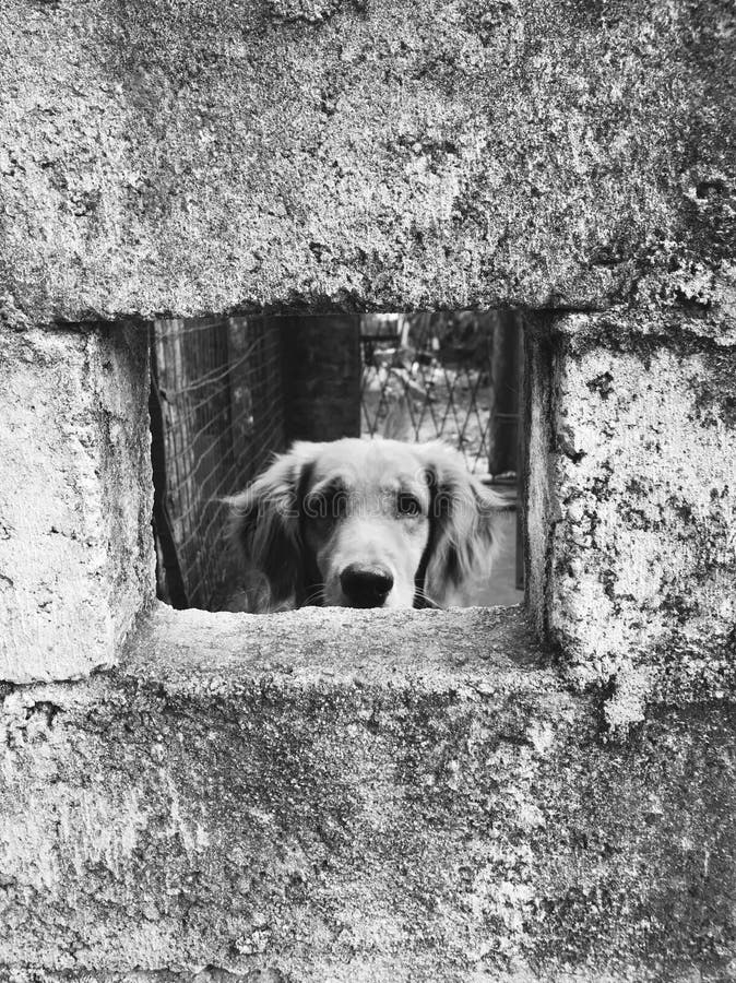 Innocence in captivity stock image. Image of innocence - 110347001
