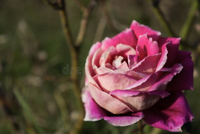 Innocence stock image. Image of beautiful, rose, countryside - 162567725